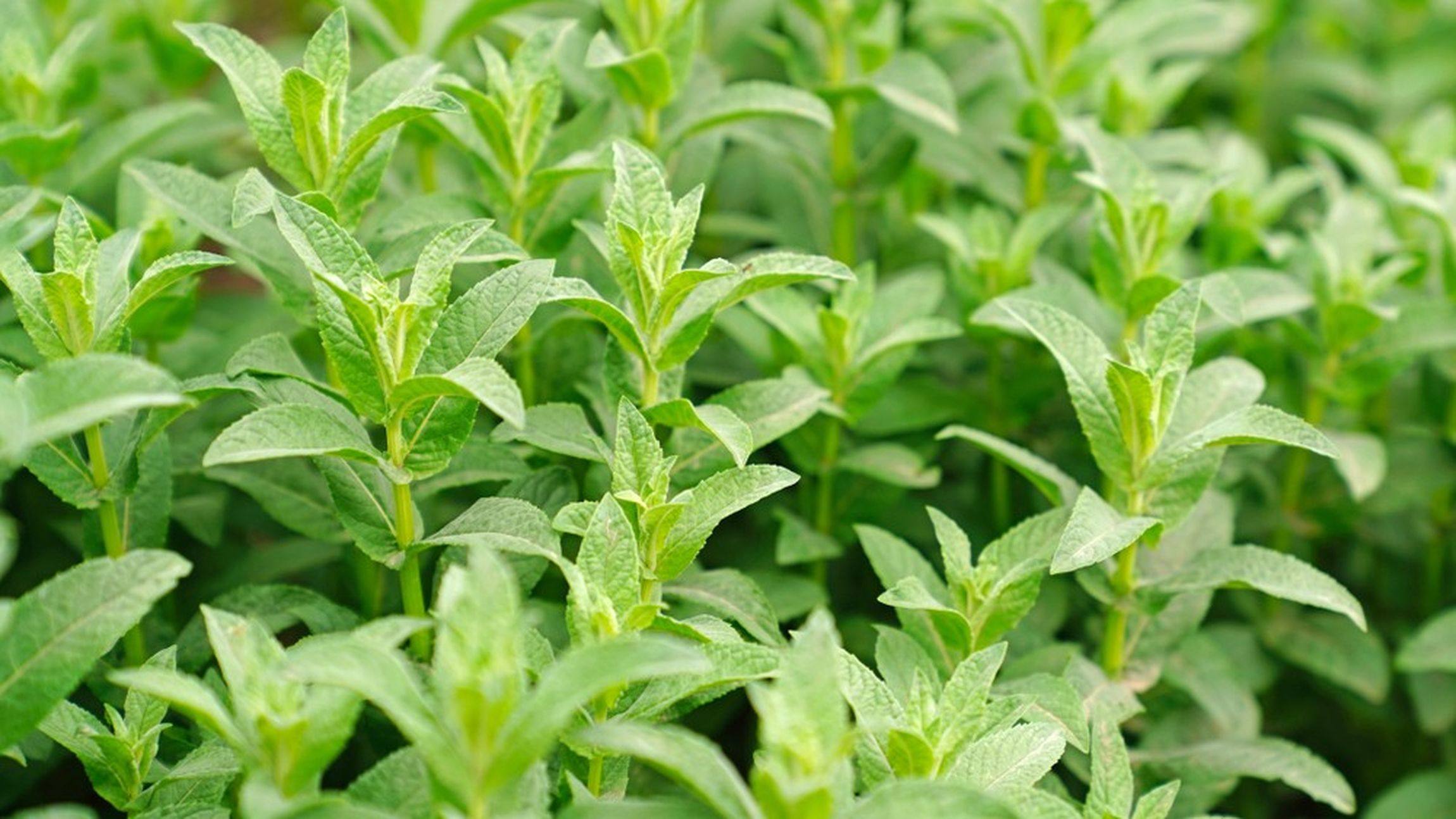 Mentuccia: proprietà e utilizzi di questa pianta aromatica - Agrodolce