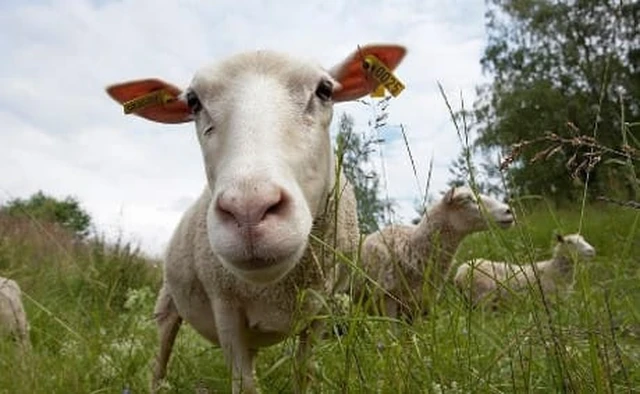 Non solo vaccino: tutti i tipi di latte animale commestibili - Agrodolce