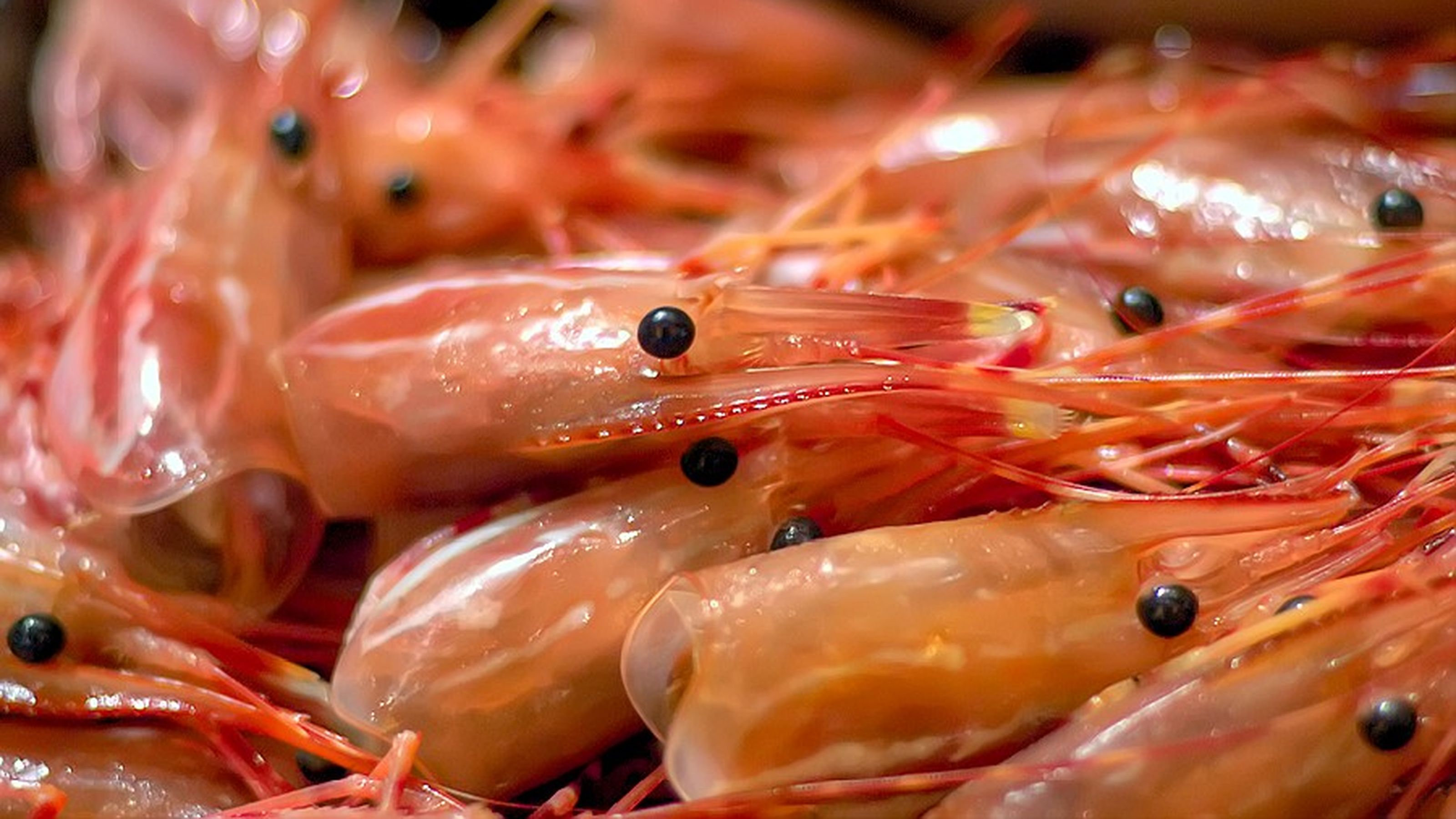 Tutto il pesce dell'estate - Agrodolce