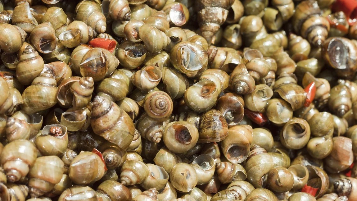 Come cucinare le lumache di mare - Agrodolce