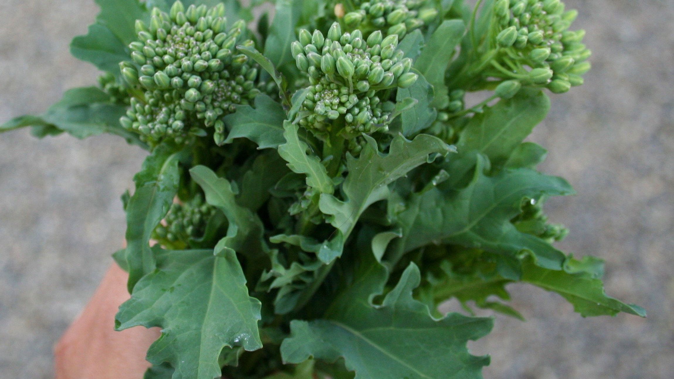 Broccoli di Natale: cosa sono e come cucinarli | Agrodolce