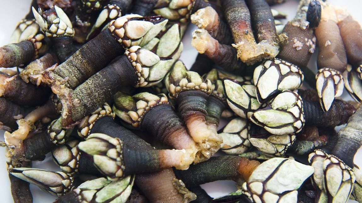 Percebes: cosa sono? | Agrodolce