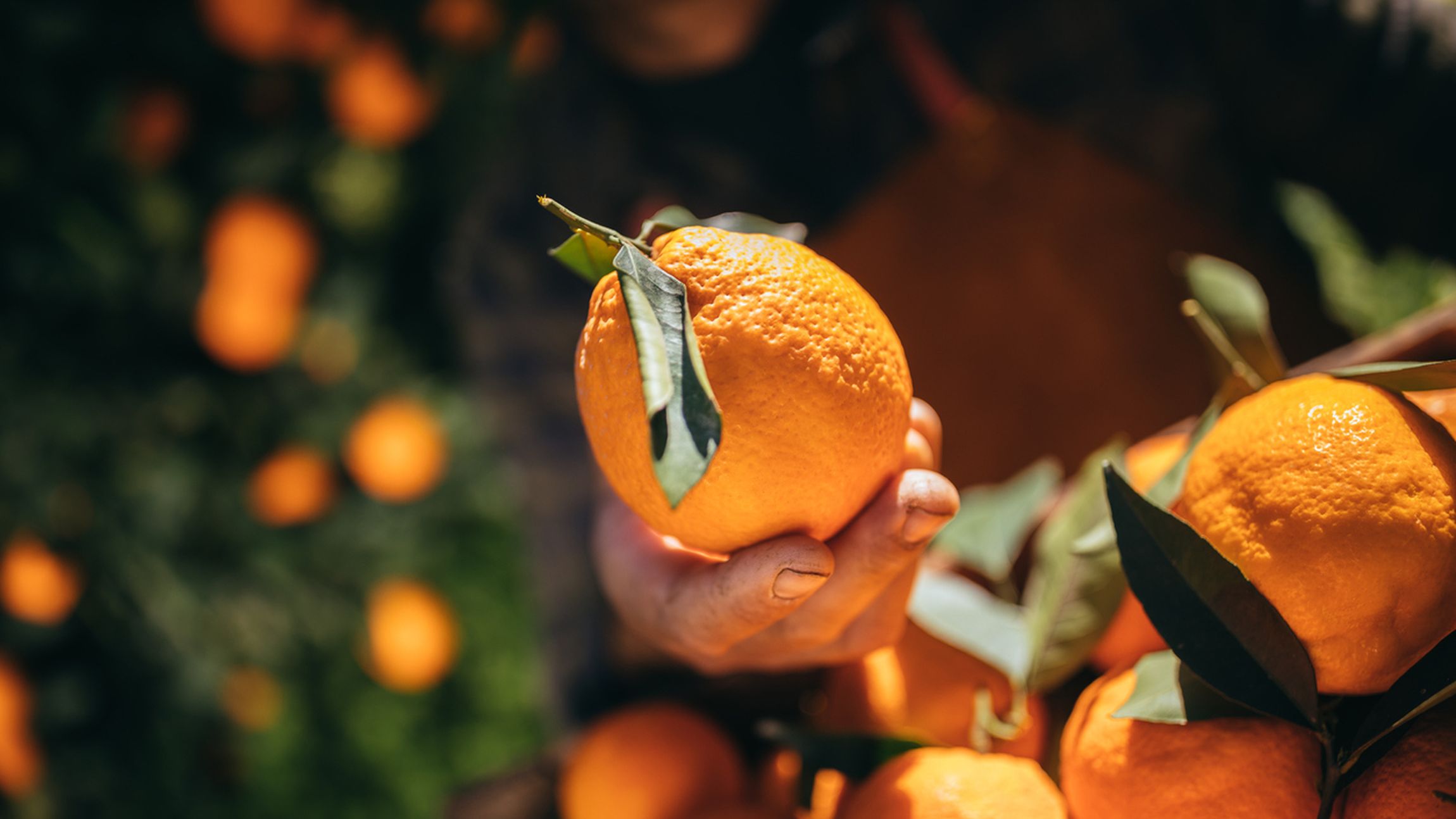 Le arance fanno male? - Agrodolce